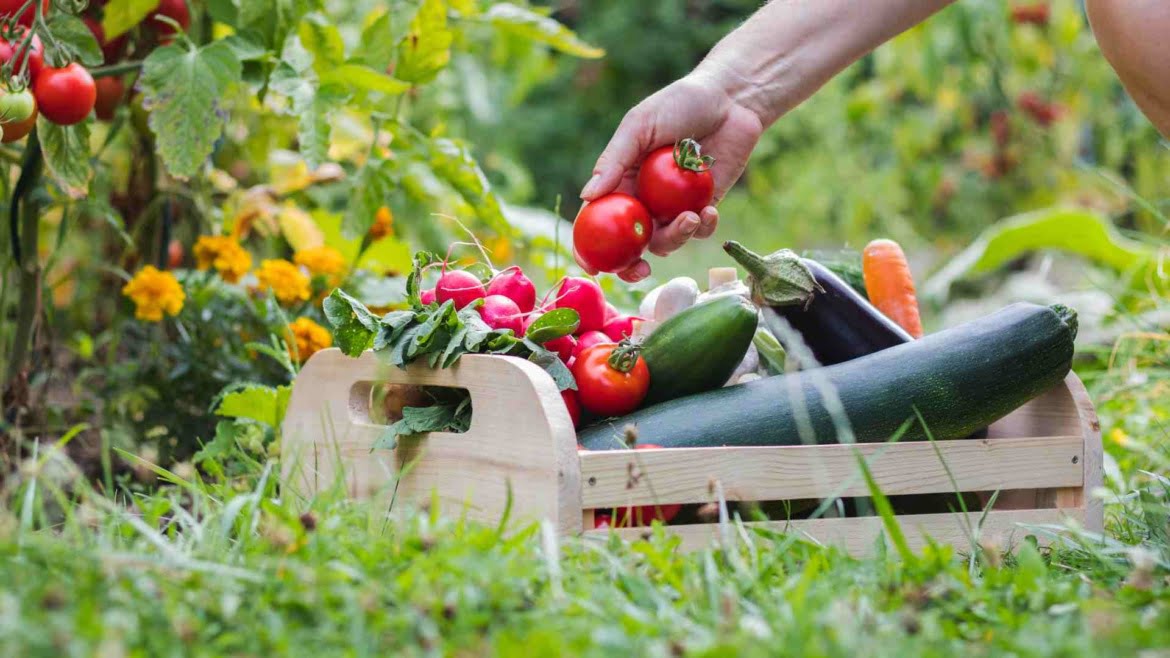 Choosing the Right Seeds for Your Garden: A Complete Guide