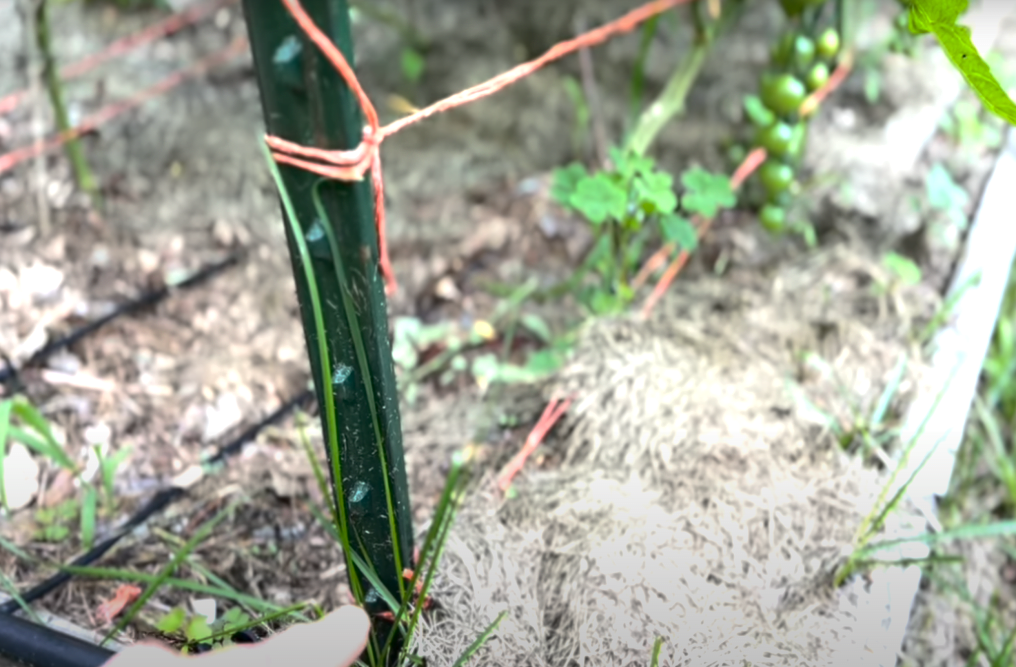Florida Weave Tomatoes: A Simple and Efficient