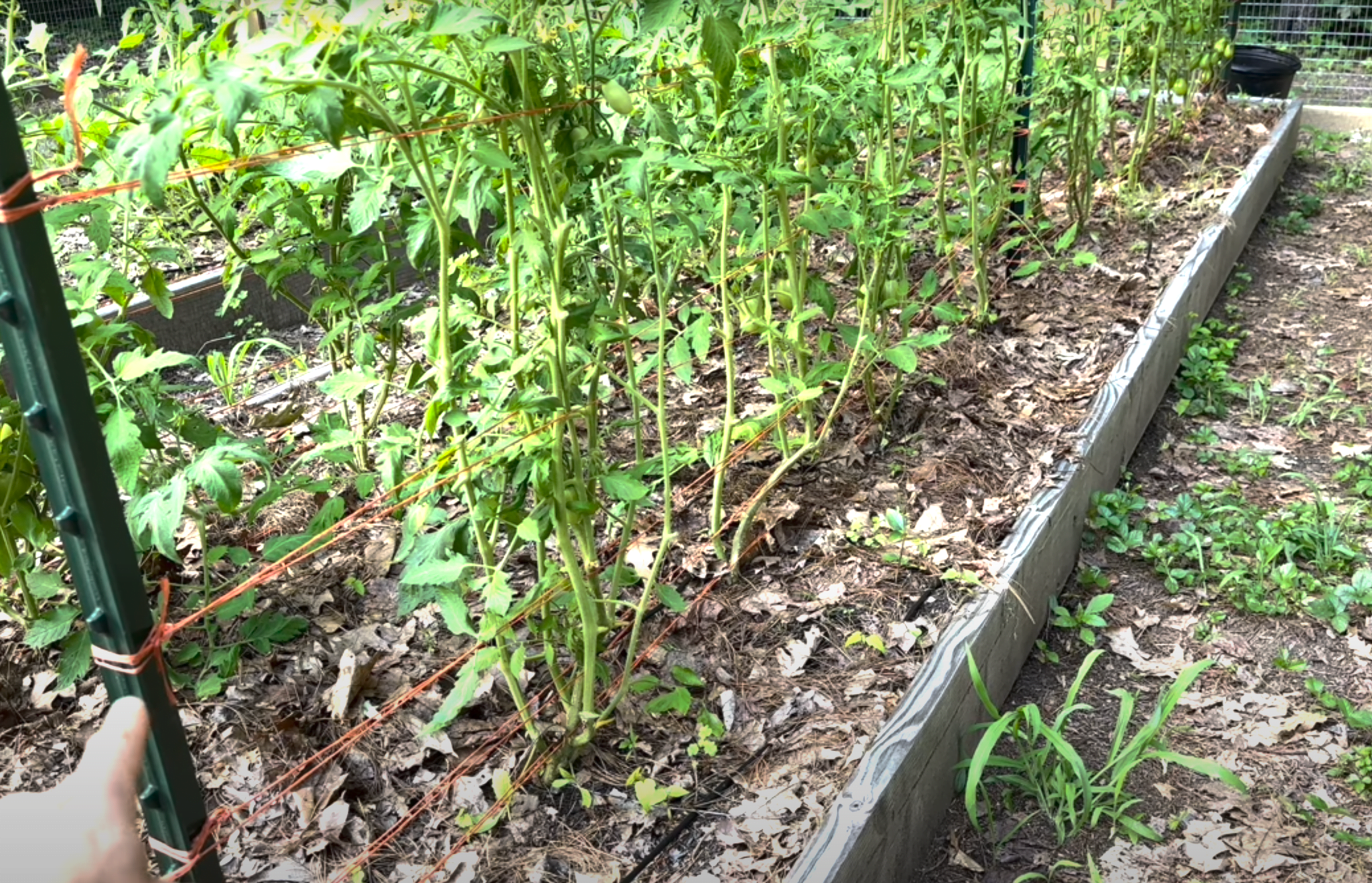 Florida Weave Tomatoes: A Simple and Efficient