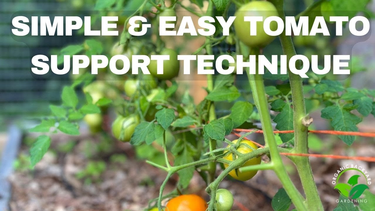 Florida Weave Tomatoes: A Simple and Efficient
