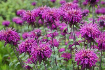 Bee Balm Guide: Planting, Growing, and Caring for Monarda Plants