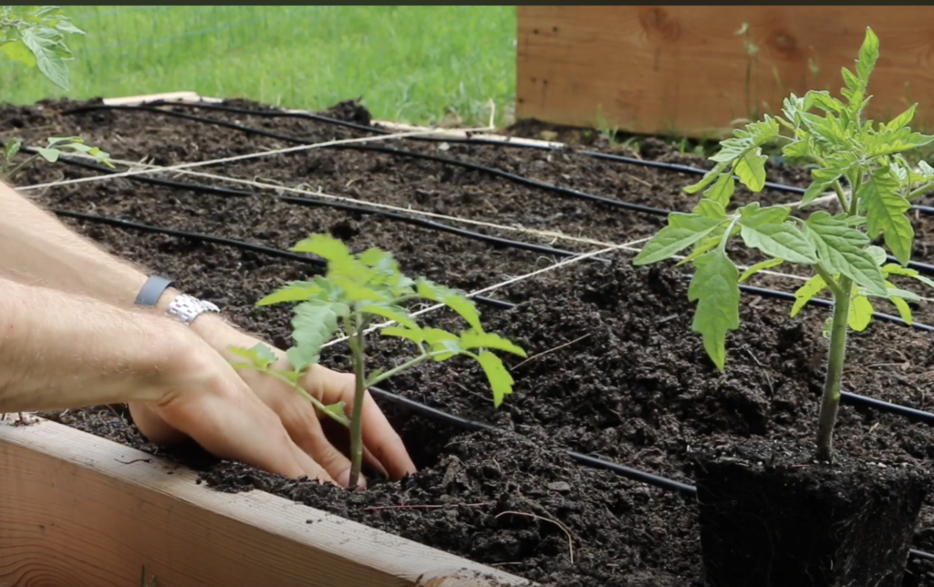 How to Build a String Trellis for Your Garden