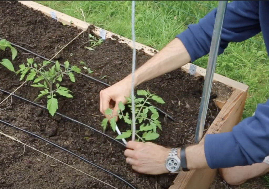 How to Build a String Trellis for Your Garden