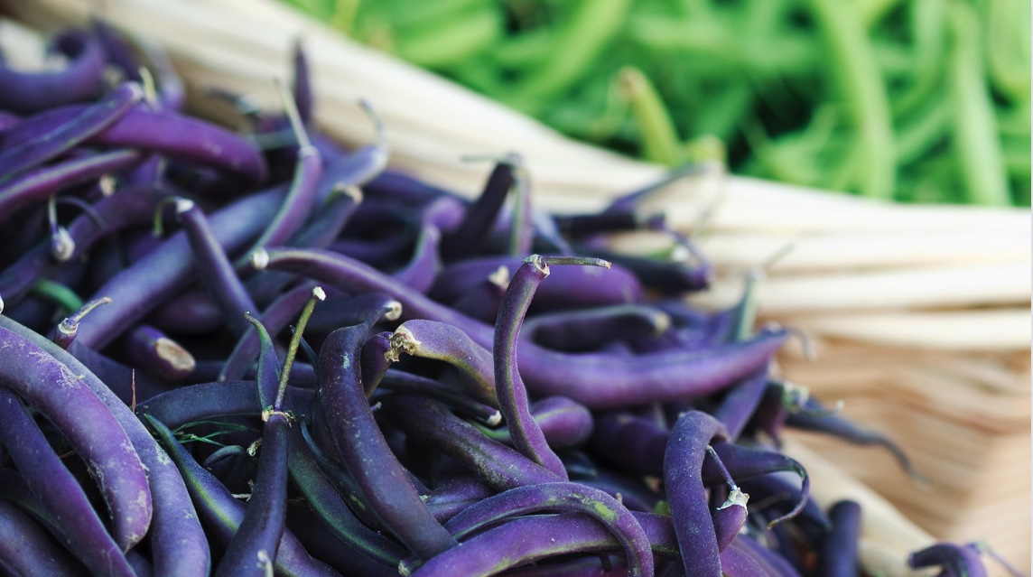 Spotlight Series: Organic Celine Bean Seed